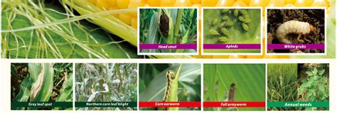 Seed Treatment Agrodragon All About Growing