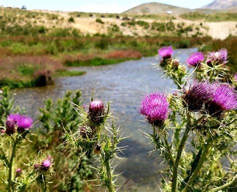 پارک ملی لار دشت لار کجاست عکس مسیر راهنما