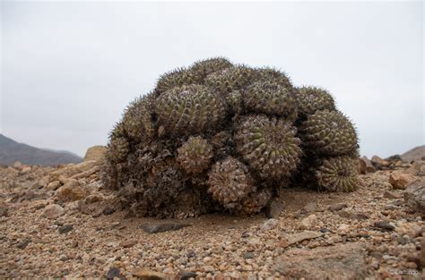 Ecosistema Terrestre Matorral Desértico Mediterráneo Costero De