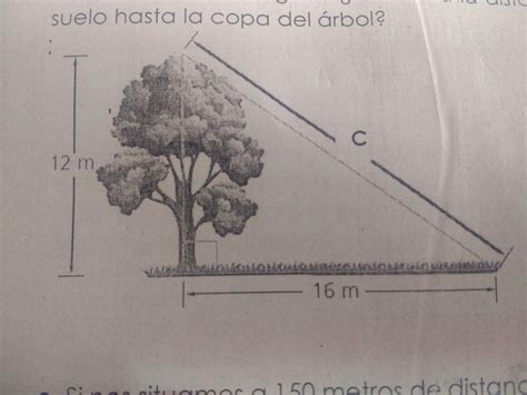 Un Arbol Proyecta Una Sombra De 12 Metros Usmul