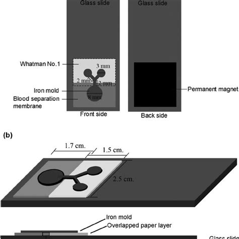 The Correlation Between The Paper Area Of Blood Separation Membrane And