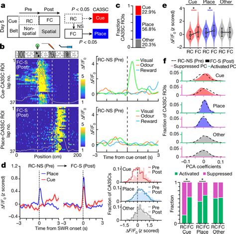 adaptive switch in reactivation of cue ca3scs during swrs a left