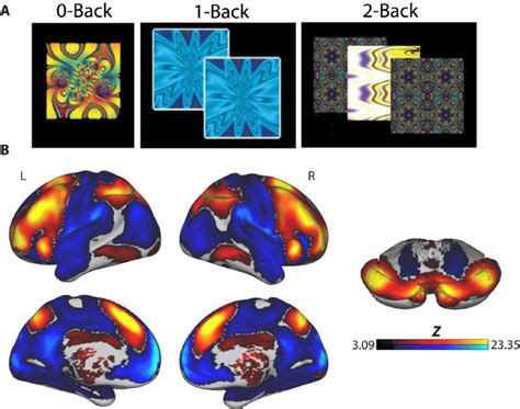 The Effect Of Working Memory Load On Brain Activation A Executive