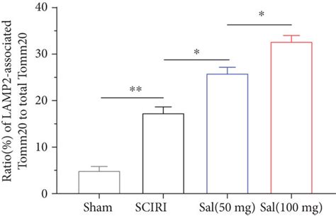 Sal Enhanced Mitophagy After Sciri A Electron Micrographs