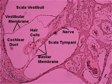 Cochlea Histology