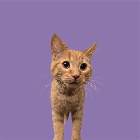 Sheltered Paws • Greater Edmonton Animal Rescue Society