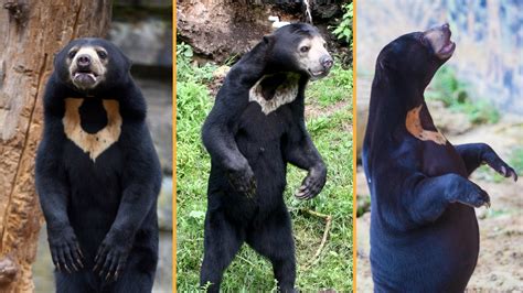 Sun Bear The Little Carnivores That Look So Similar To Humans Theyve Been Mistaken For People