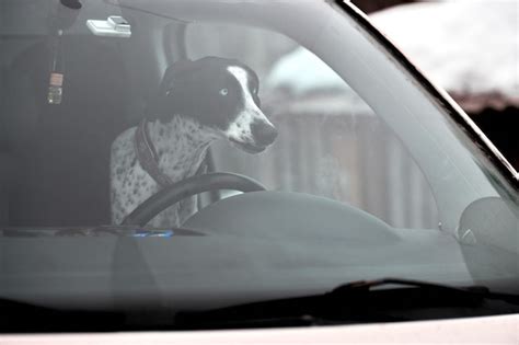 Premium Photo Pointer Dog In Car Driving Travel Pet Dog Behind