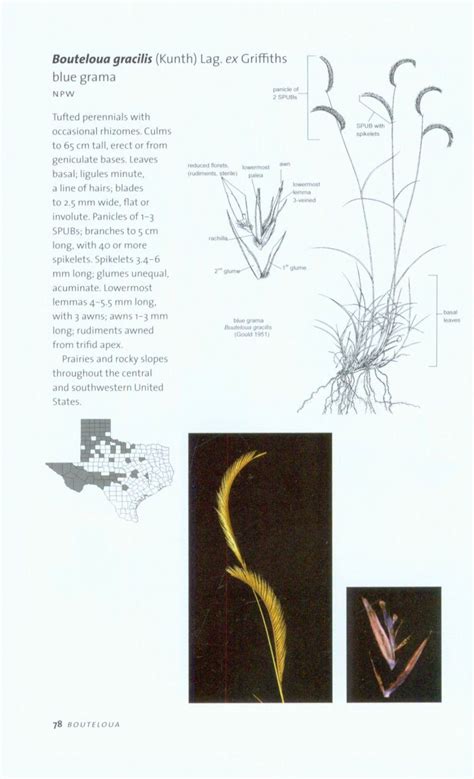 Field Guide To Common Texas Grasses Nhbs Field Guides And Natural History