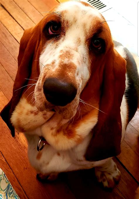 Girls Blissful Basset Hounds