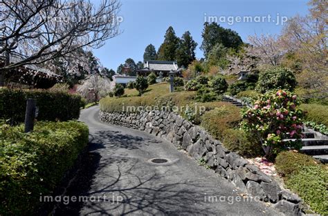 春の善峯寺 薬師堂 京都市の写真素材 147705126 イメージマート