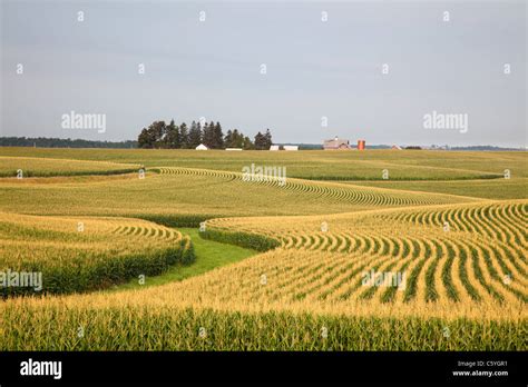 Iowa Farm Corn
