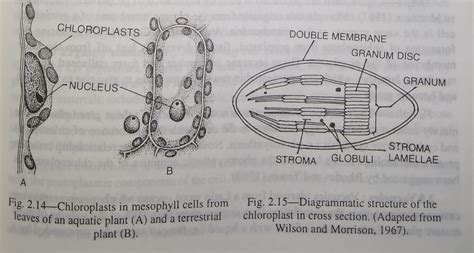 Plastids Formation Structure And Types Digieduco