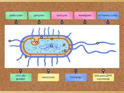Будова бактеріальної клітини Діаграма з мітками