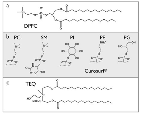 Scheme 2 Chemical Formulae Of A Dipalmitoylphosphatidylcholine Download Scientific Diagram