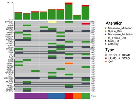 Investigation Of The Prevalence And Clinical Implications Of Erbb2 Exon
