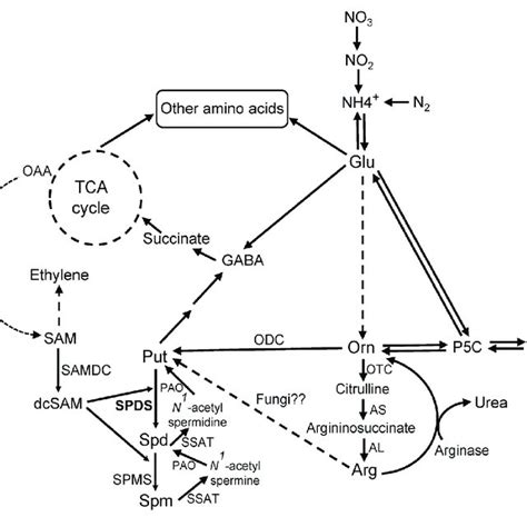 Polyamine Pa Pathway Overview Of The Pa Biosynthetic Pathway