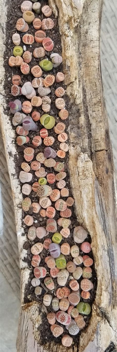 Lithop Table Arrangement Rsucculents