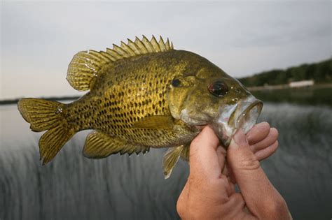 Rock Bass Vs Smallmouth Bass A Guide To Easy Identification Usangler
