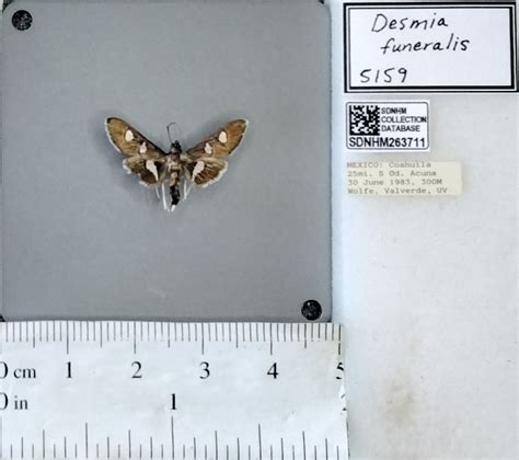 Ecdysis Portal Detailed Collection Record Information