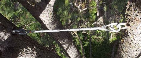 Cabling Bracing Trees Protects Homes And Families Viva Trees