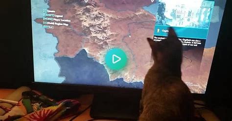 My New Kitten Is Obsessed With The Mouse Cursor And Im Not Even Mad