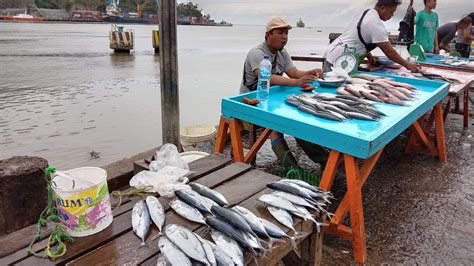 Ikan Malalugis Dan Ikan Tuna Penyumbang Inflasi Di Gorontalo Mimoza TV