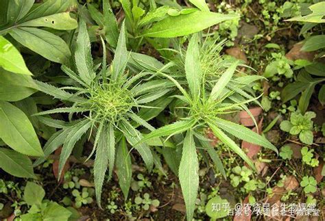 中药材根腐枯萎病有什么特效药白术根腐病的症状黄叶死苗烂根用什么杀菌剂 知乎