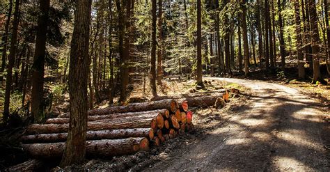Moheda Skogsvagn En Kraftfull Partner I Skogen