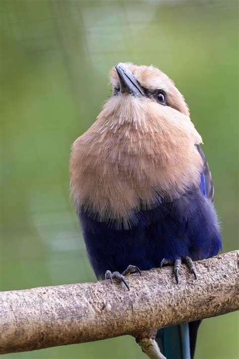 Blue Cheeked Bee Eater Bird Animal Free Photo On Pixabay Pixabay