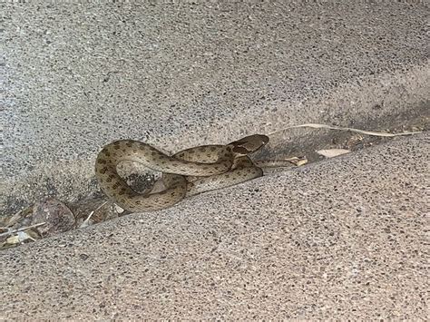 Tucson Arizona Snake