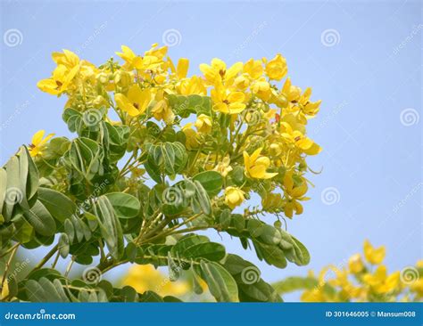 Yellow Cassia Surattensis Flowers On The Tree In The Garden Stock Image