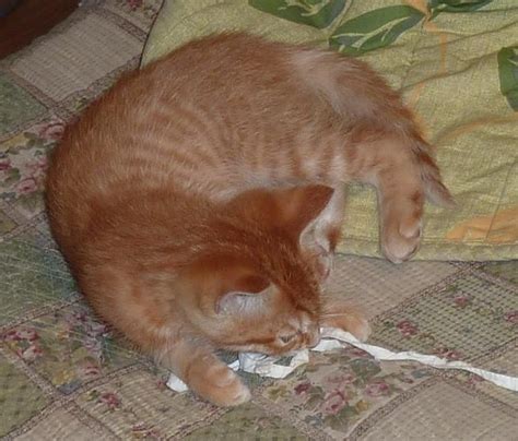 龍之助：tatsunosuke 猫