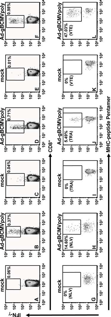 Ex Vivo Stimulation Of Human Pbmc With Adgbcmvpoly Pbmc From Healthy