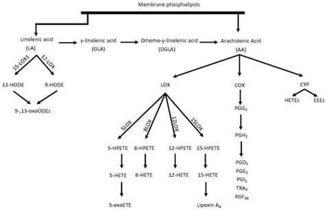 Arachidonic Acid