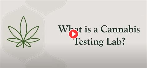General Knowledge About Cannabis Testing