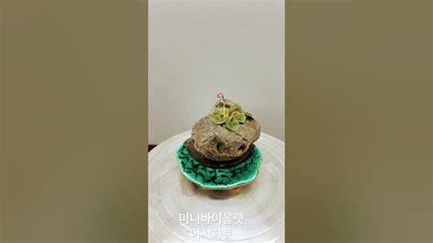 야생화 미니바이올렛 Youtube