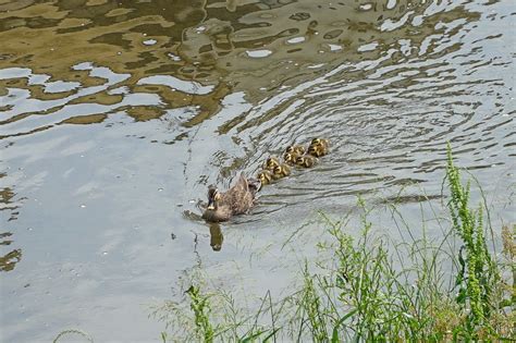 MY PHOTOS カルガモ親子の引越し