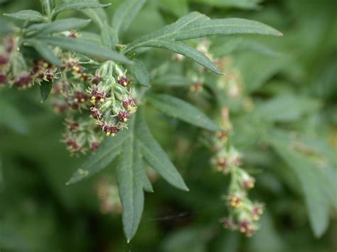 ヨモギの花の写真と壁紙草花写真素材写真壁紙集樹木の四季別館7