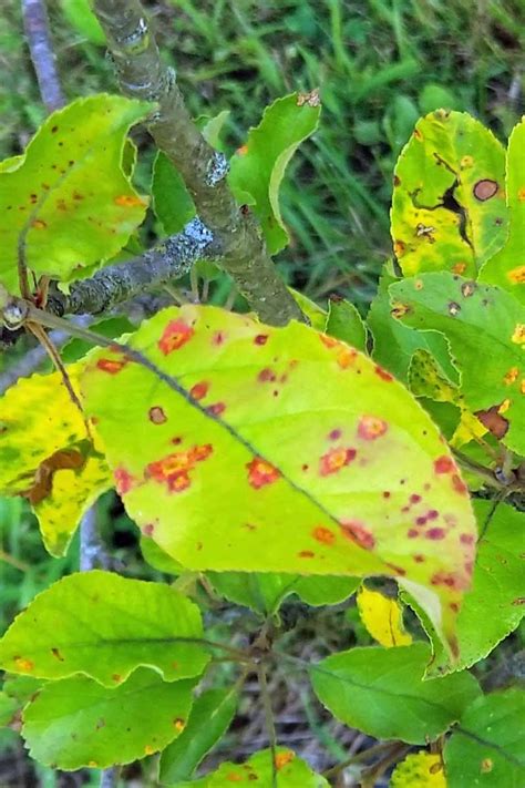 Yellow Spots On Leaves Of Apple Trees Infoupdate Org