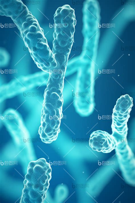 染色体细胞核图片 包图网