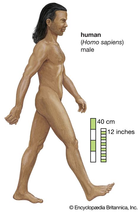7 Key Stages In Human Evolution From Simple Organisms To Modern Humans