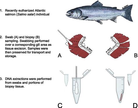 Sampling Methodology Biopsy Excision And Swab Application Was