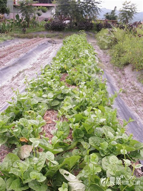 全年採收野菜 原住民族農產業主題館 農業知識入口網