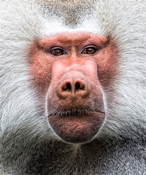 Albino Baboon
