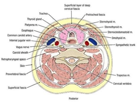 Cervical Viscera And Root Of The Neck Flashcards Quizlet