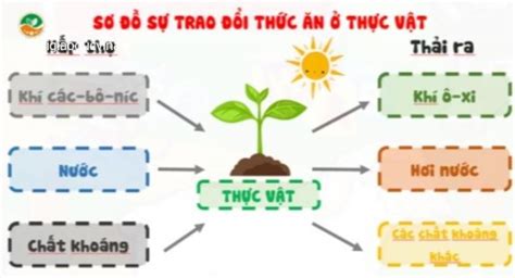 Sơ đồ về sự trao đổi khí nước chất khoáng của thực vật với môi trường