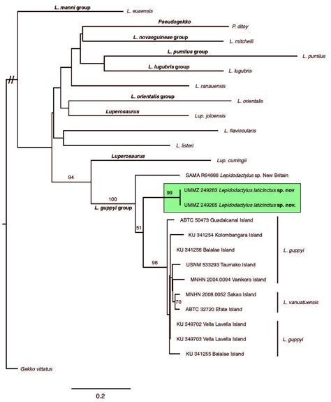 Figure 5 In A New Species Of Lepidodactylus Squamata Gekkonidae From