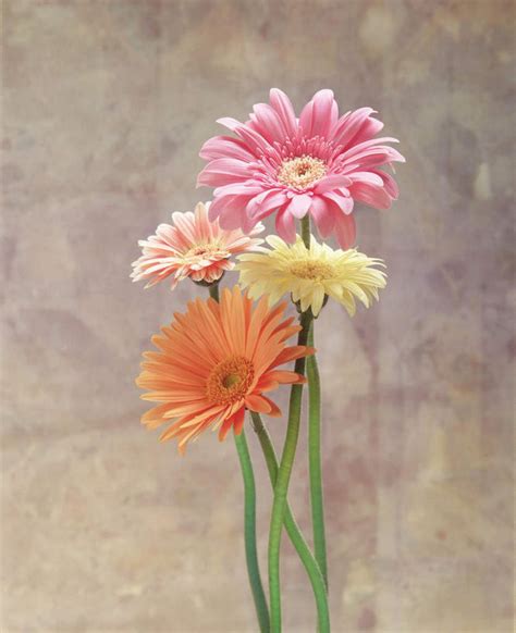 无人竖图室内特写白天正面植物三朵盛开非洲菊花花瓣花朵花卉鲜花粉色黄色花蕊橙色菊花摄影影棚扶郎花