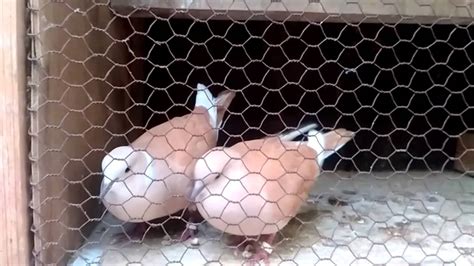 Смеещи се гугутки Youtube